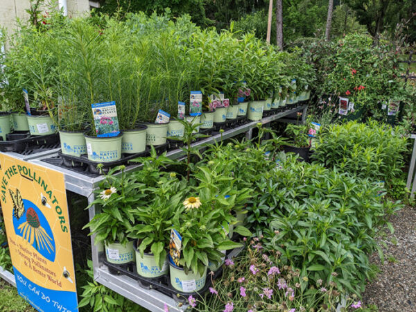 Native Plants – Country Mile Gardens